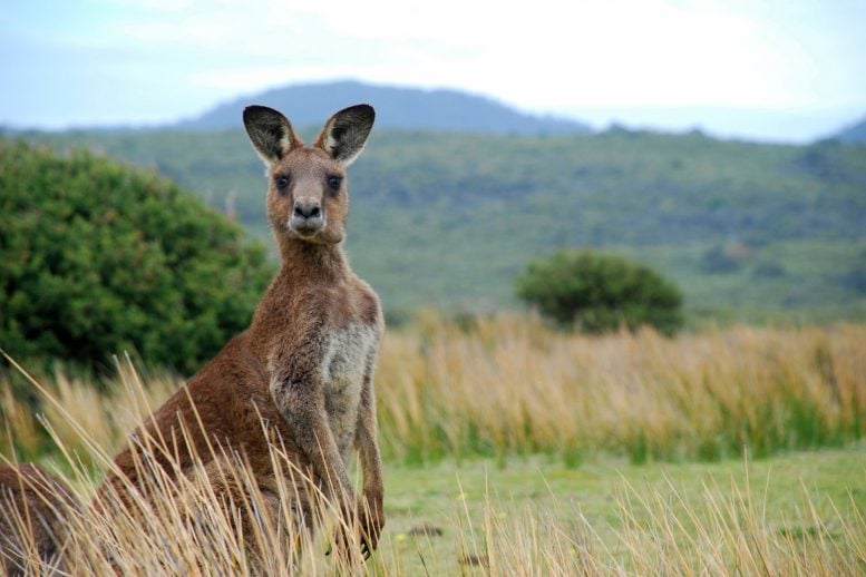 Scientists Have Identified Australia’s Most Frightening Predator - Geo ...